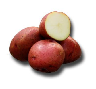 Norland Dark Red Seed Potato - 1 pound | Krings Greenhouse & Nursery 45 ...